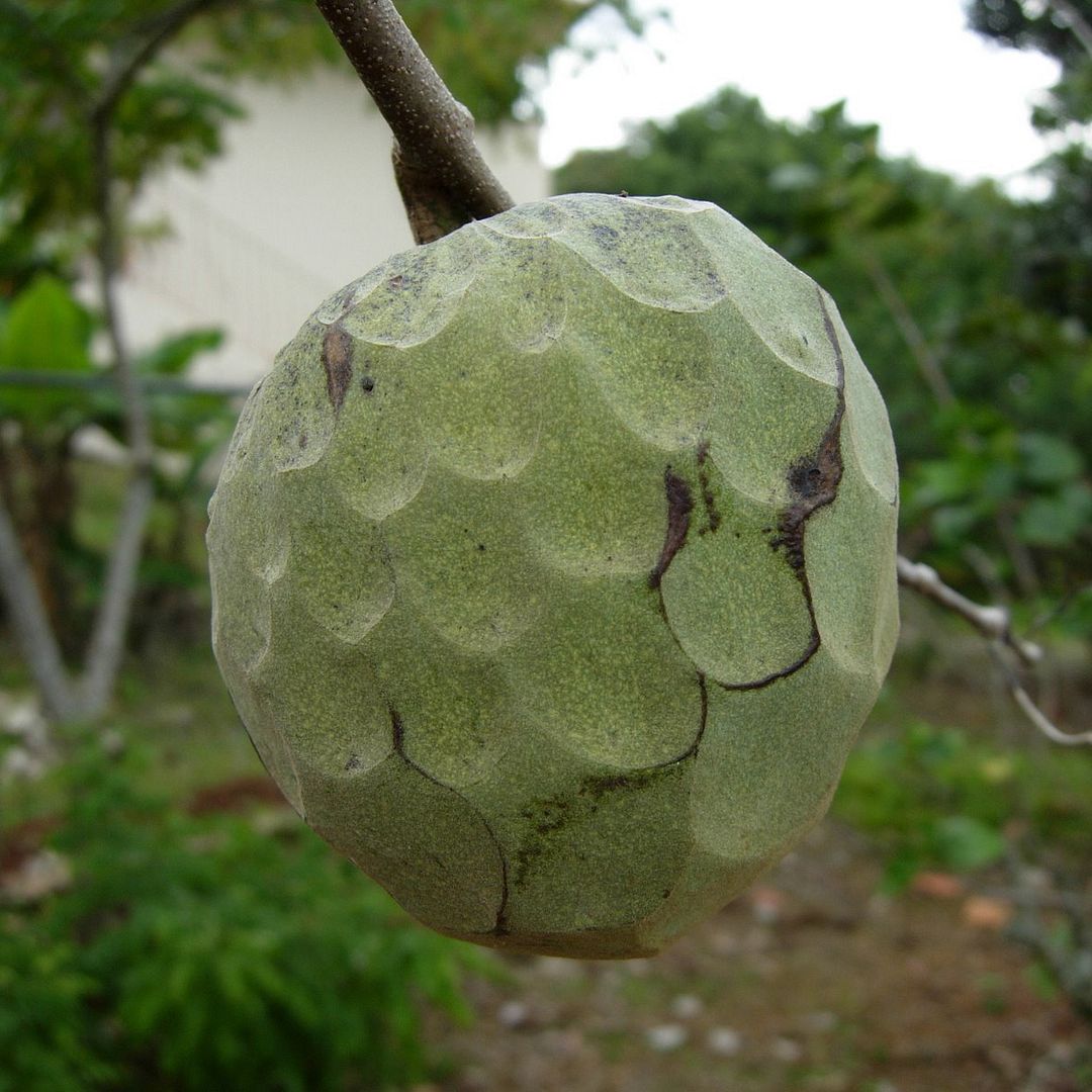 Polynesian Produce Stand : CHERIMOYA Tropical Fruit Seedling Annona ...